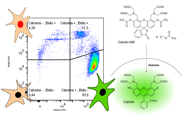 ANÁLISIS DE VIABILIDAD CELULAR Y APOPTOSIS – SERVICIOS DE APOYO A LA ...