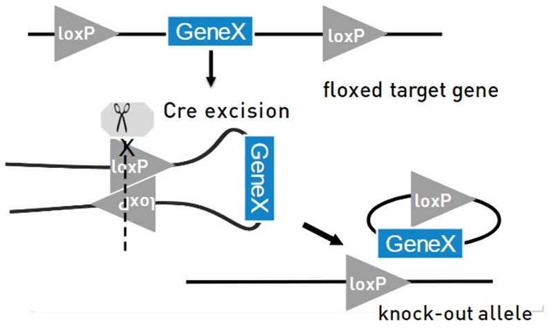 EL SISTEMA CRE-LOX – SERVICIOS DE APOYO A LA INVESTIGACIÓN