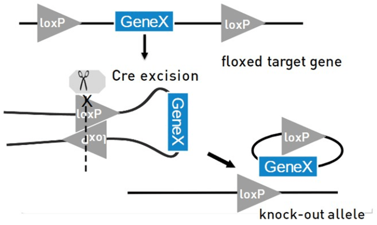 EL SISTEMA CRE-LOX – SERVICIOS DE APOYO A LA INVESTIGACIÓN