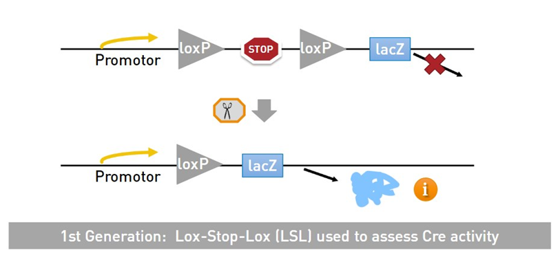 EL SISTEMA CRE-LOX – SERVICIOS DE APOYO A LA INVESTIGACIÓN